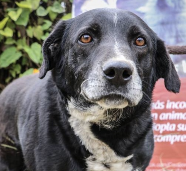 Inicio - Fundación Corazón Animal